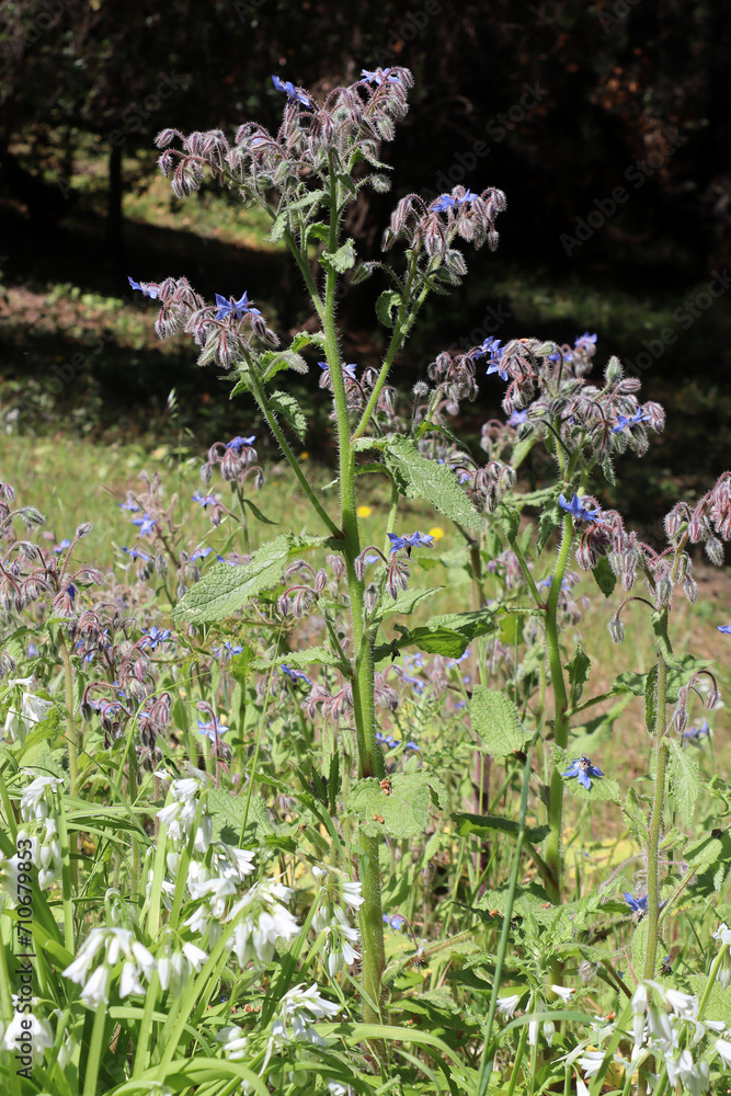 Borage or starflower (Borago officinalis) for culinary and medicinal ...