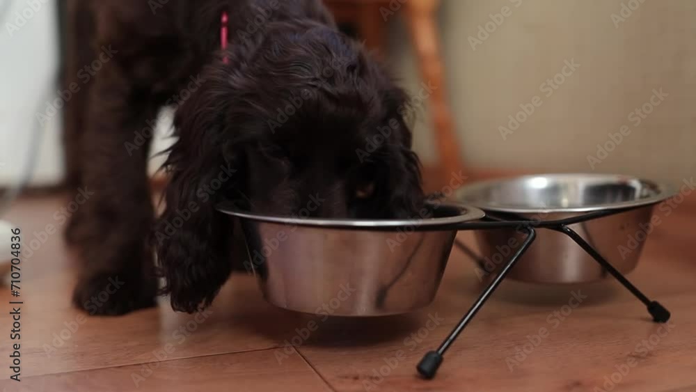English Cocker Spaniel puppy eats dry food from a metal bowl. Dark ...