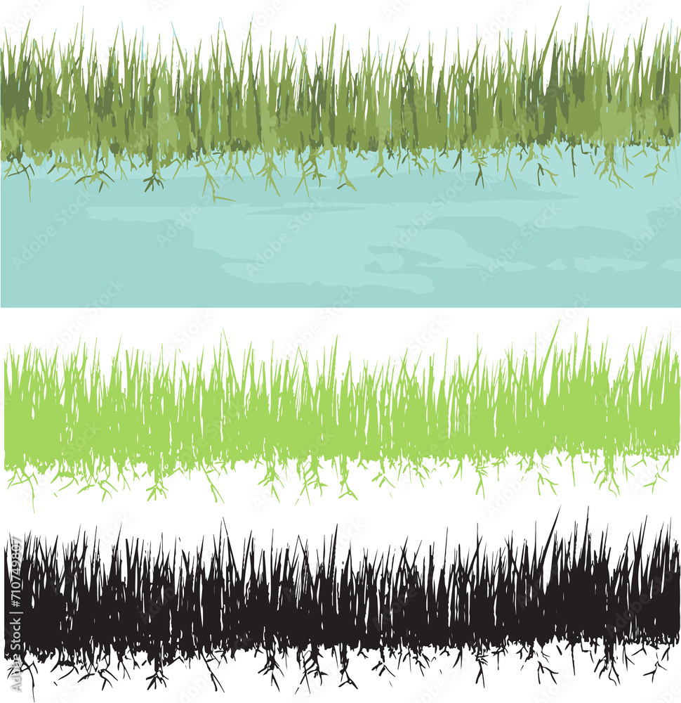 salt marsh spartina alterniflora gulf grassesplants shoreline shore ...