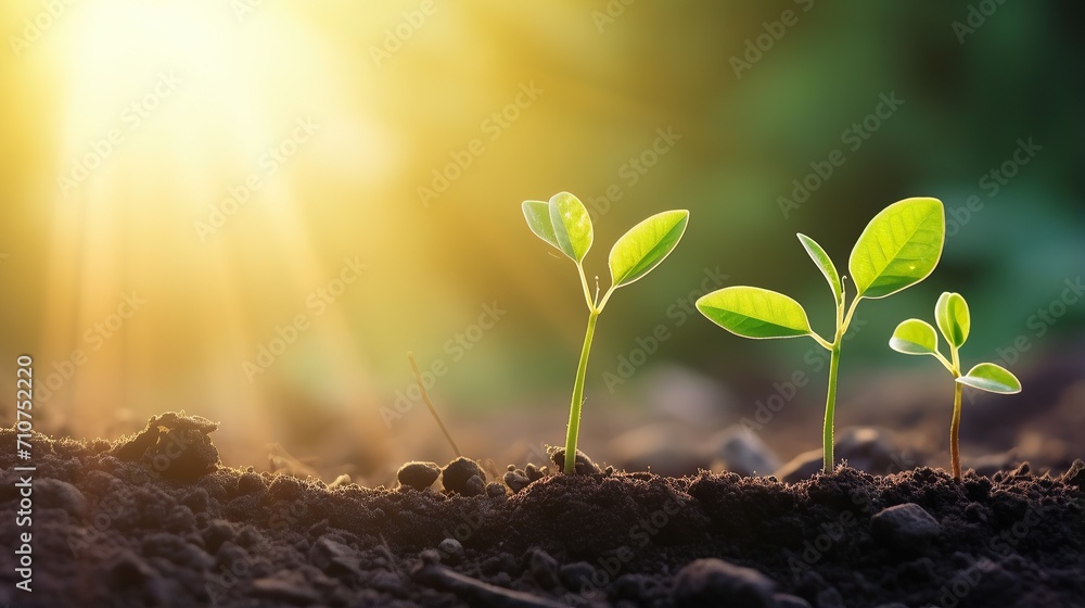 Foto de sequence of growth of young plants in nature and sunlight ...