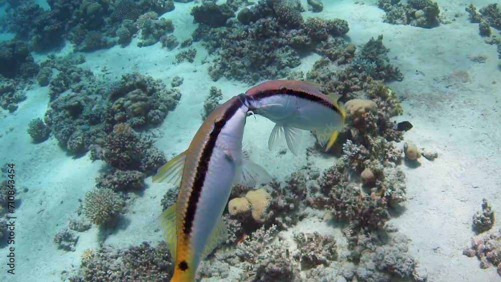 Underwater fight between two rival coral fish. A love game between two ...