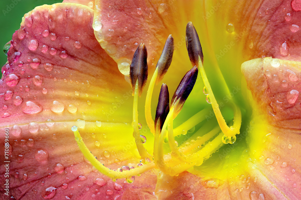 Macrophotograph of raindrops on daylily blossom with rose colored ...