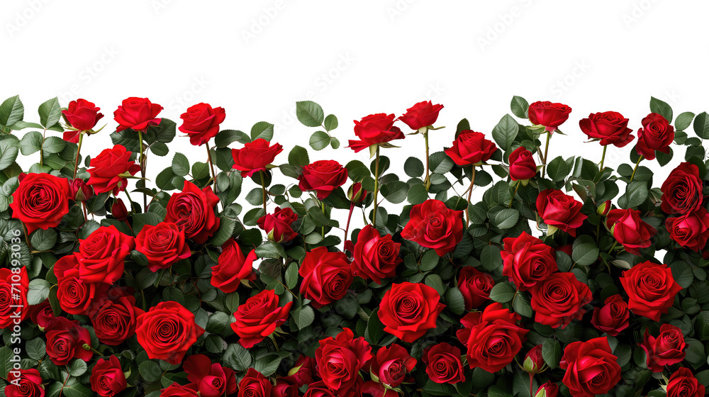 Realistic red roses border. Flower blossom elements, beautiful leaves ...