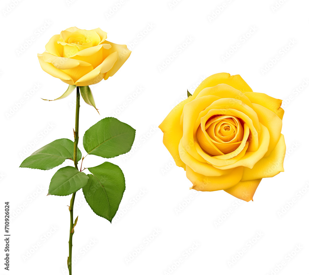 Top and side view of a rose flower with yellow petals. Isolated ...