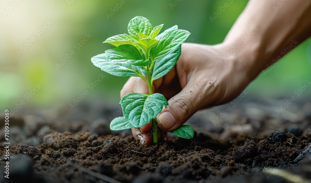Closeup image a hand planting a tree small, Ecology concept, reduce ...