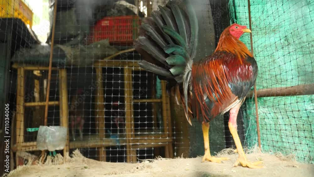 A fighting rooster gets ready for its next fight, Colombia. Cackling or Crowing rooster plucked ...
