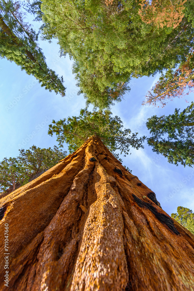 Giant Sequoia Trees in 4K Ultra HD - Sequoia National Park, California ...