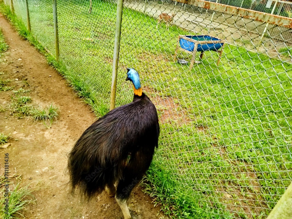 Cassowary bird from Papua Nugini. Kasuari is big bird that's can't fly ...