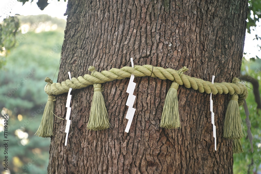 Tokyo, Japan - January 16, 2024: Sacred tree and shrine rope in a ...
