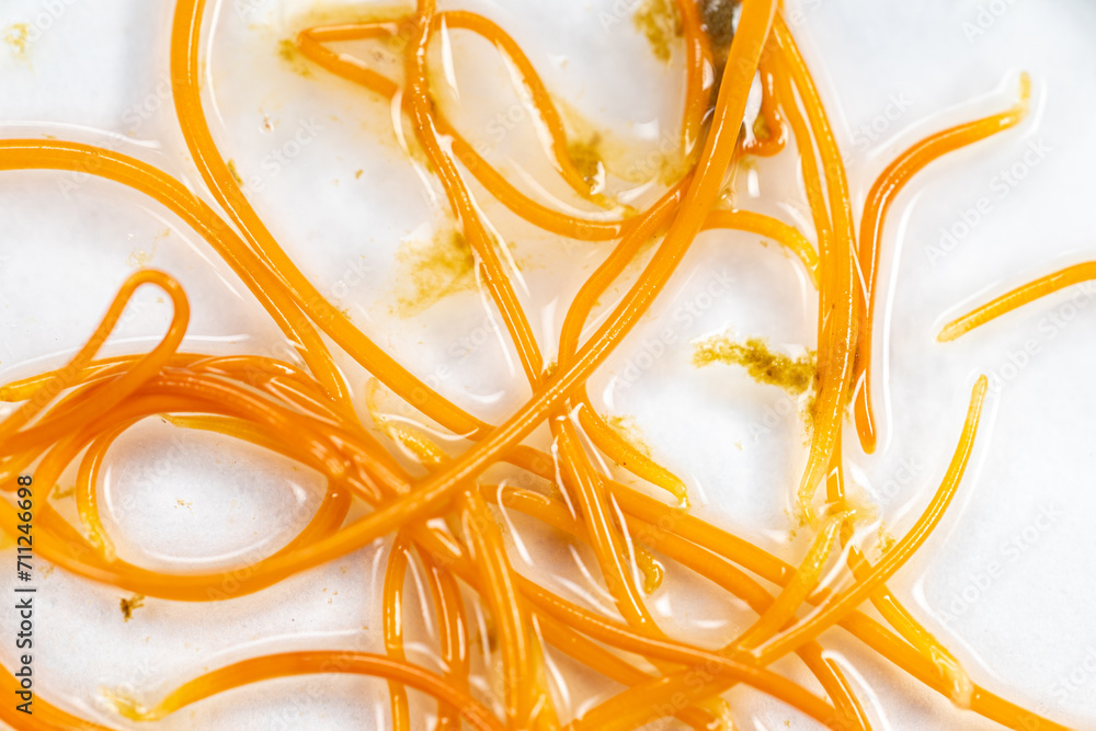 Study of Parasitic helminths (Trematodes) and Ascaris of fishes under a ...