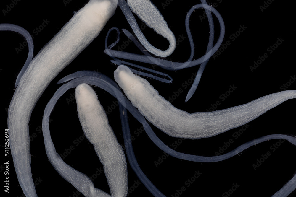 Tapeworms (Cestoda: Caryophyllidea), Parasites of Fish in Thailand ...