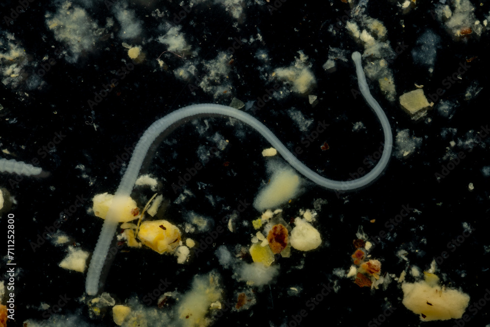 Tapeworms (Cestoda: Caryophyllidea), Parasites of Fish in Thailand ...