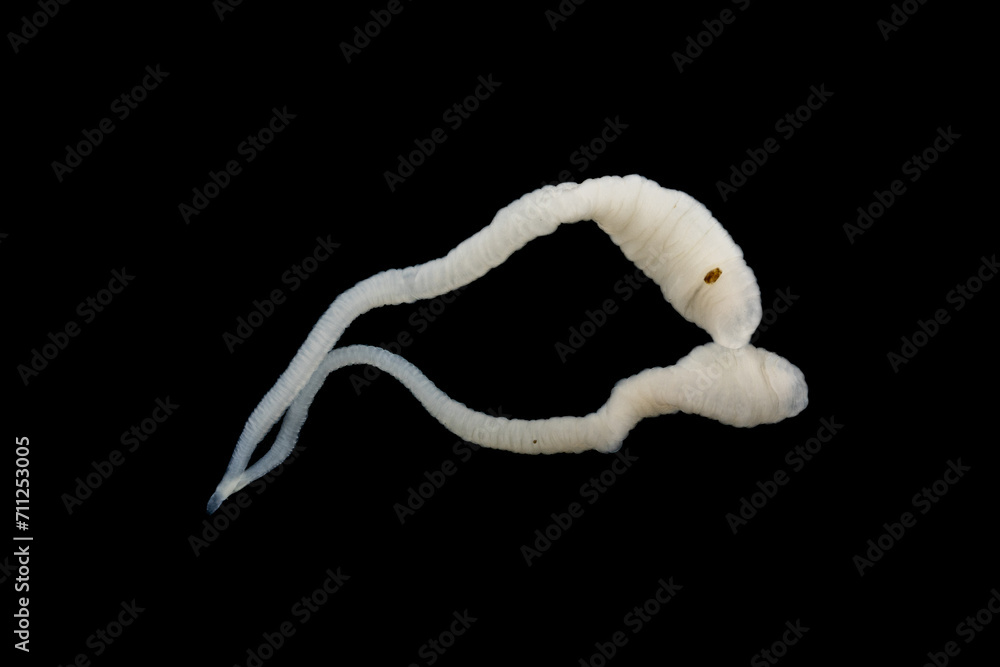 Tapeworms (Cestoda: Caryophyllidea), Parasites of Fish in Thailand ...