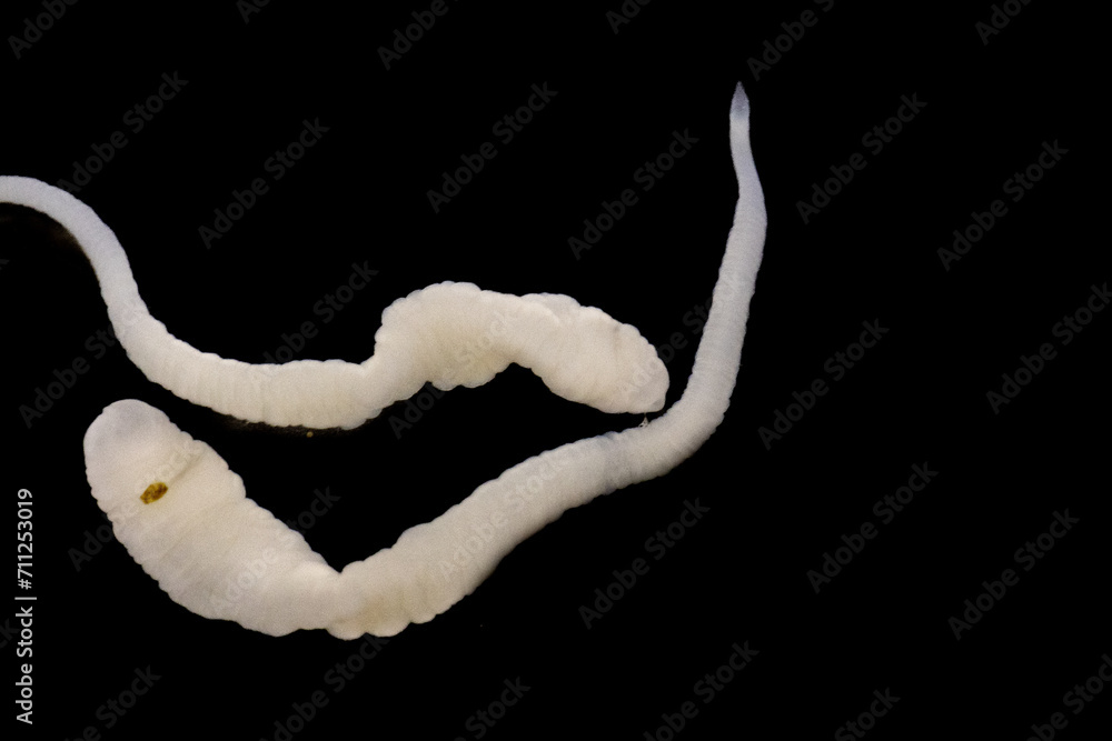 Tapeworms (Cestoda: Caryophyllidea), Parasites of Fish in Thailand ...