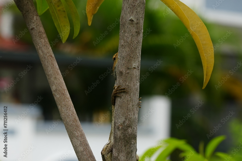 The Crested Tree Lizard, scientifically known as Calotes versicolor, is ...