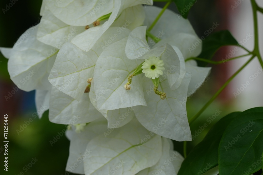 Bougainvillea is a genus of flowering plants known for their vibrant ...