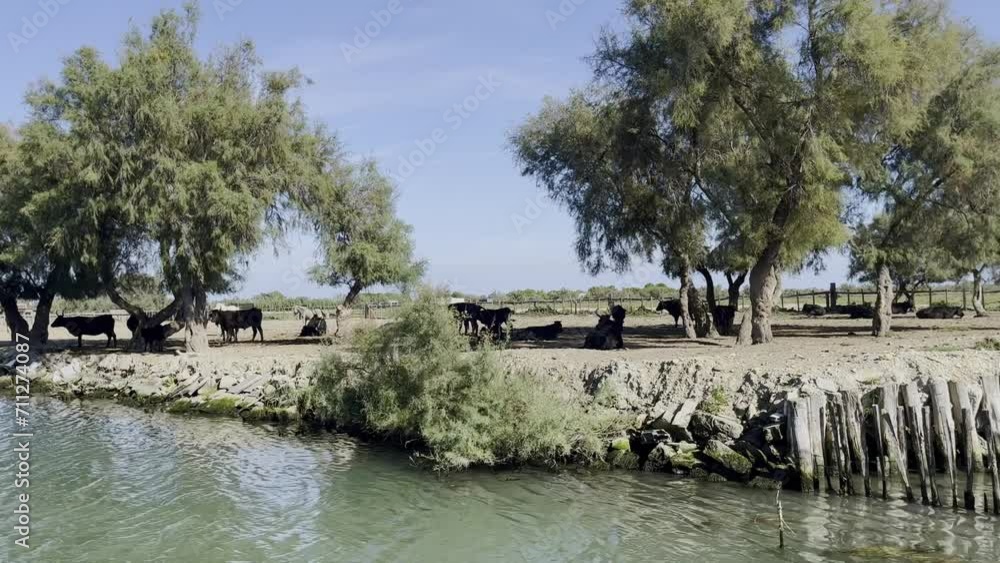Vidéo Stock Black oxen stand under a tree by a river in a nature ...