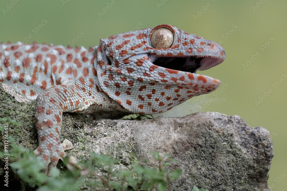 A tokay gecko is ready to attack other animals that approach its ...