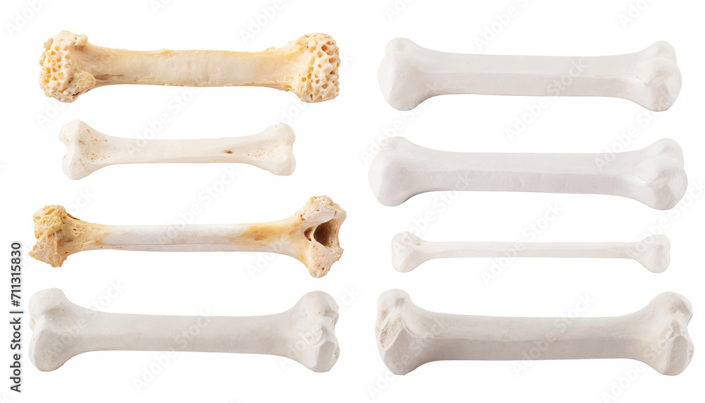 human realistic bones, leg or hand ,collection of animal born isolated ...