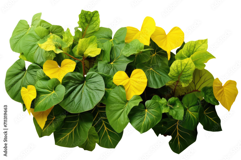 green garden tropical shrub plant top view , isolated on a transparent ...