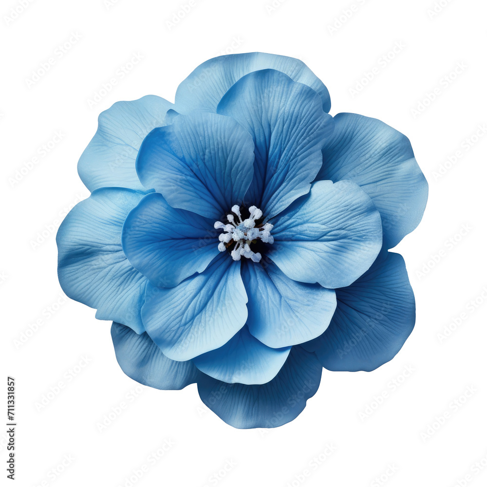blue flower, design or wedding presentation, isolated on a transparent ...