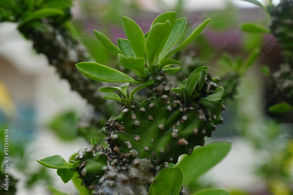 The Indian spurge tree, also known as the Indian tree spurge, botanical ...