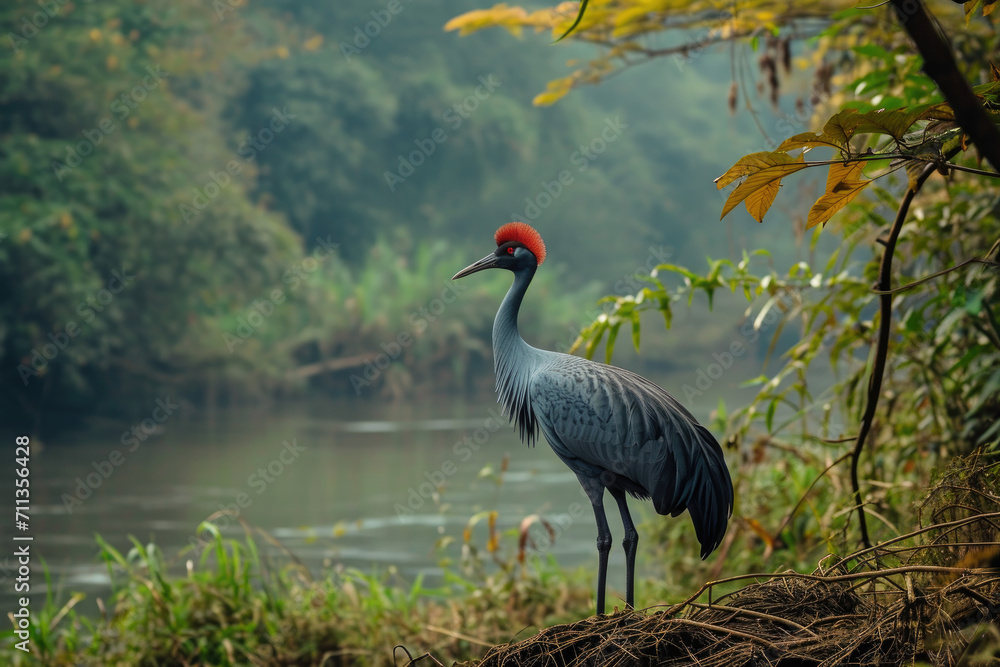 Sarus crane, world's tallest flying bird, animal wildlife Stock Photo ...