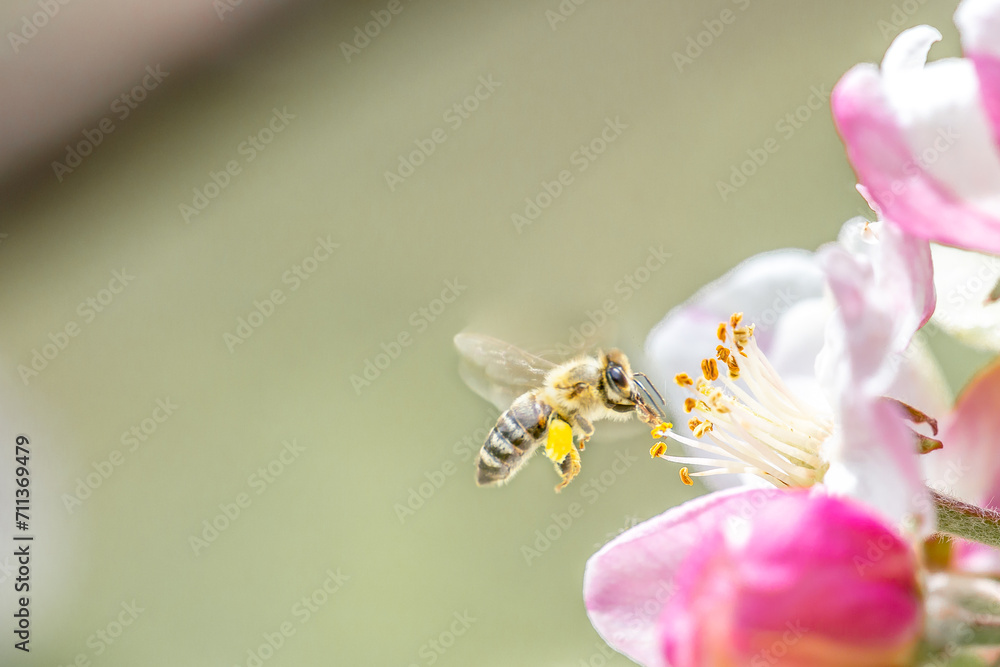 Flying honey bee collecting bee pollen from apple blossom. Bee ...