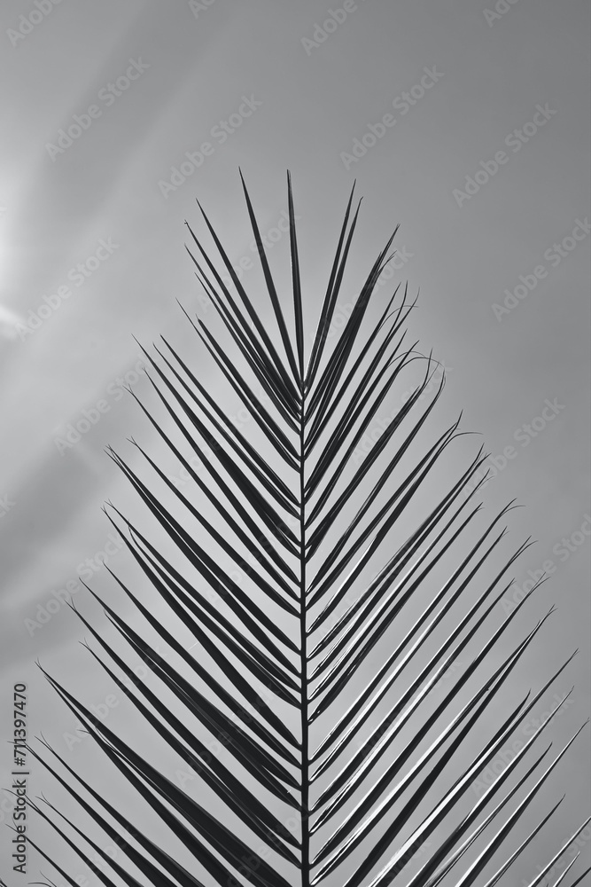 Tree Winter Summer Environment Attraction Nature Natural energetic snow ...