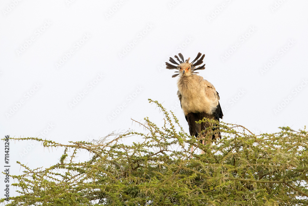 Secretary bird (Sagittarius serpentarius) standing on nest in acacia ...