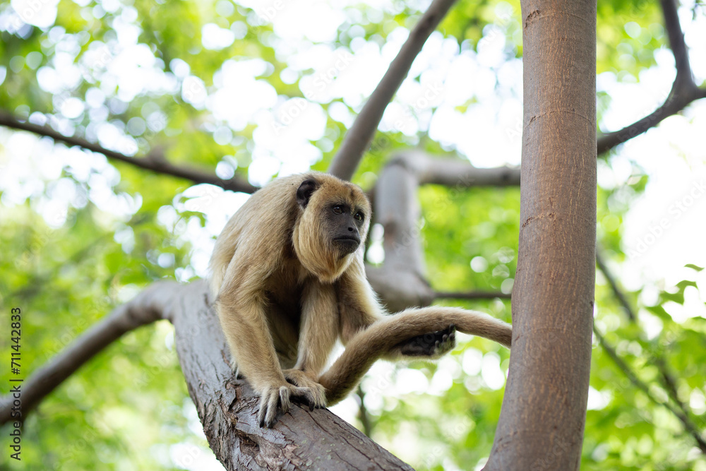 Um Macaco-bugio preto, fêmea, empoleirado em um galho de uma árvore no ...