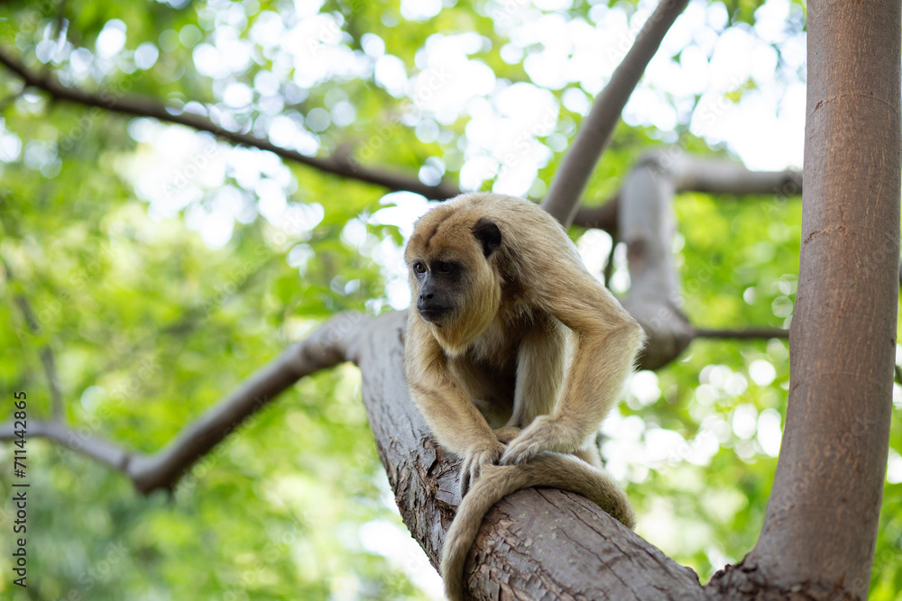 Um Macaco-bugio preto, fêmea, empoleirado em um galho de uma árvore no ...