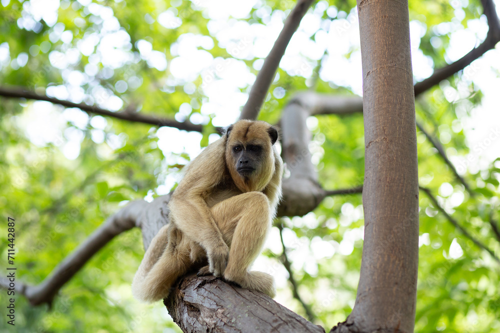 Foto de Um Macaco-bugio preto, fêmea, empoleirado em um galho de uma ...