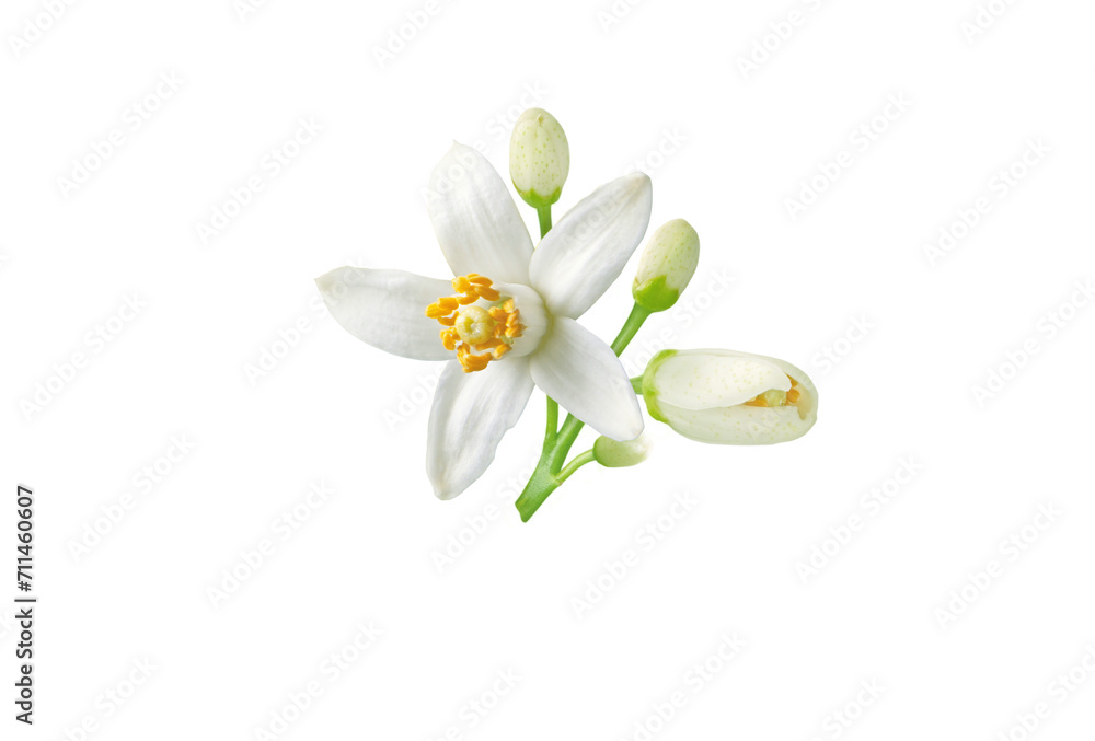 Neroli flower and buds branch isolated transparent png. White fleur d ...
