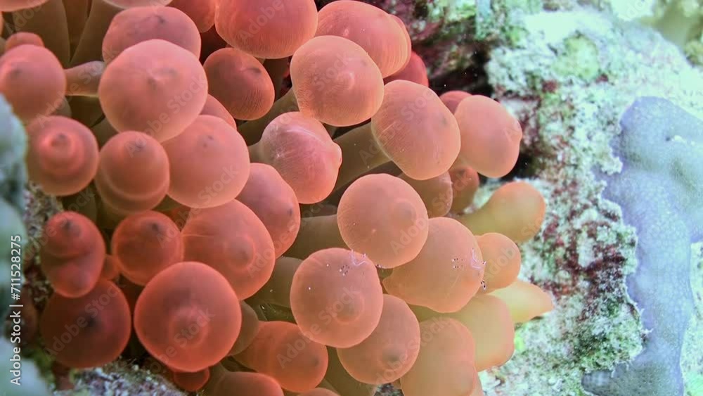 Vidéo Stock Close-up sea anemone underwater wild nature. They have ...