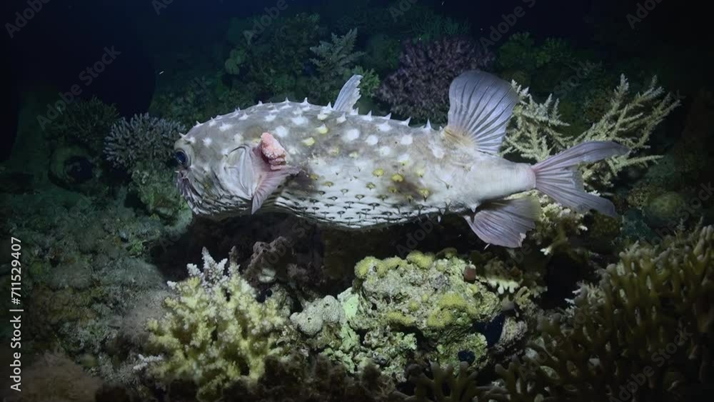 Coral provides backdrop for live poisonous puffer fish in underwater ...