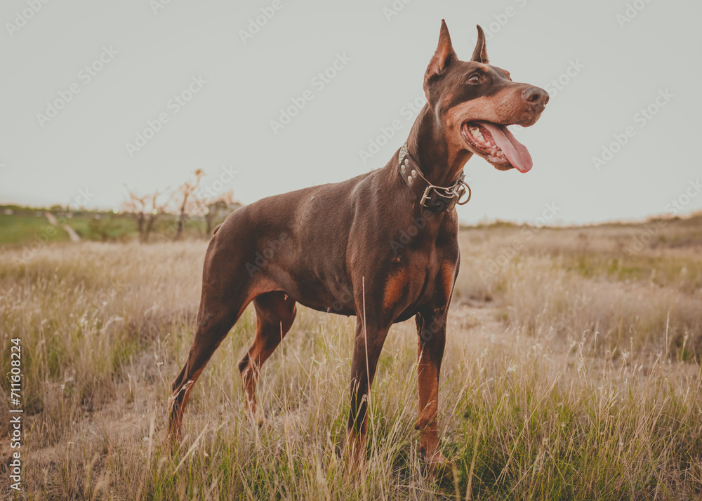 Graceful Guardian: Majestic Doberman Posing in Natural Splendor. Perro ...