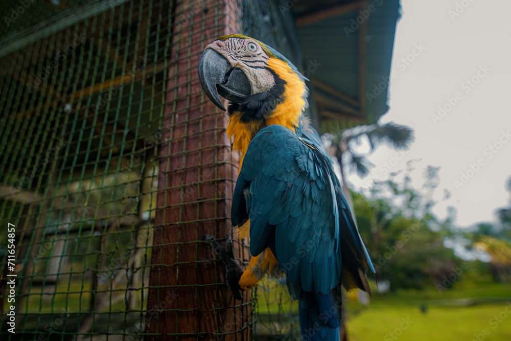 EL GUACAMAYO AZUL Y AMARILLO, EN LA SELVA AMAZÓNICA DE PERÚ, AVE ...