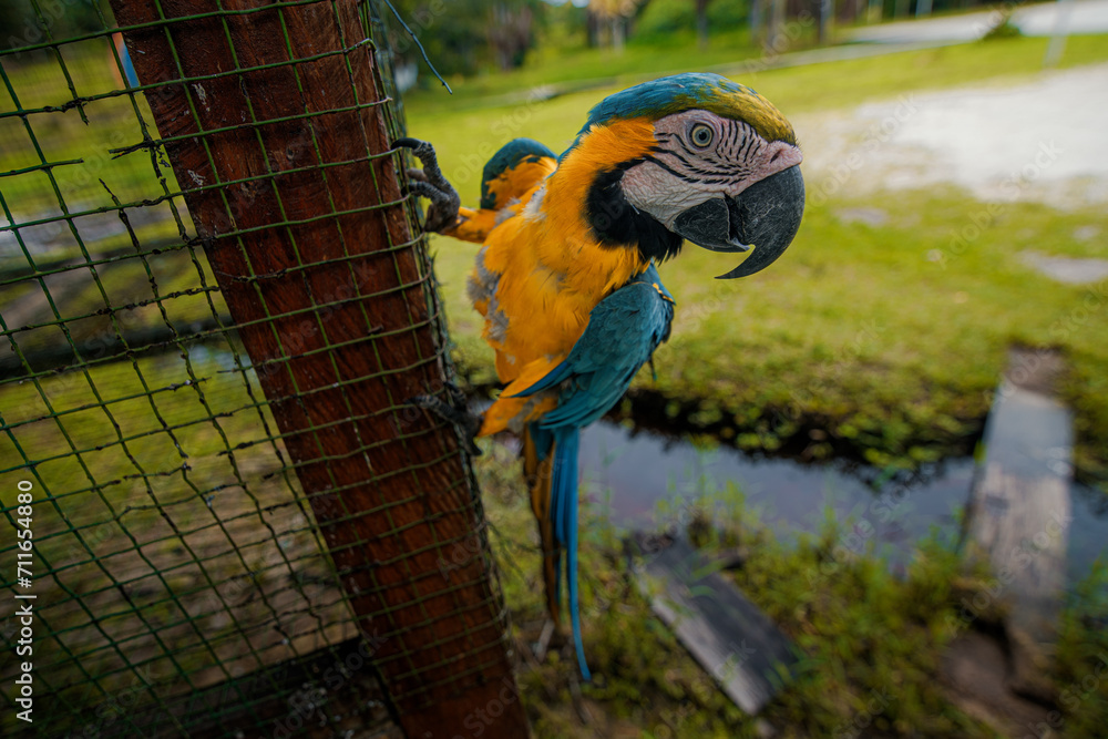 EL GUACAMAYO AZUL Y AMARILLO, EN LA SELVA AMAZÓNICA DE PERÚ, AVE ...