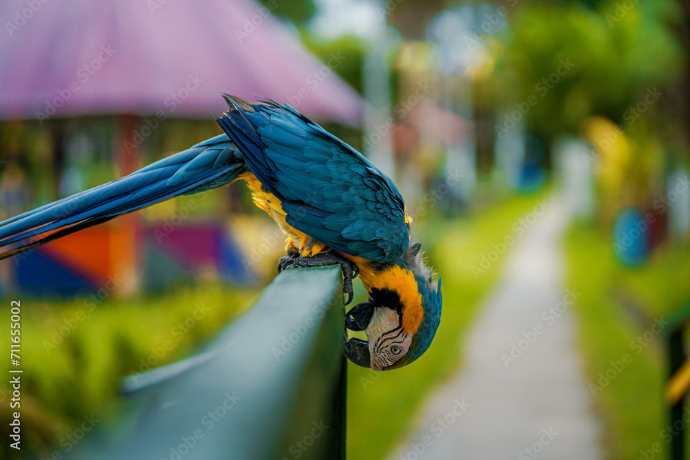 Foto de EL GUACAMAYO AZUL Y AMARILLO, EN LA SELVA AMAZÓNICA DE PERÚ ...
