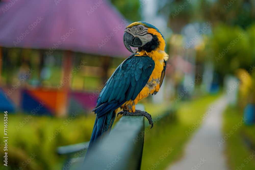 EL GUACAMAYO AZUL Y AMARILLO, EN LA SELVA AMAZÓNICA DE PERÚ, AVE ...