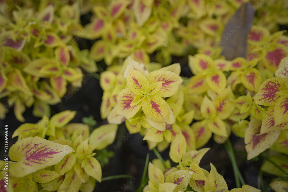 Coleus Blum plants showing bright colors, Coleus or Painted nettle ...