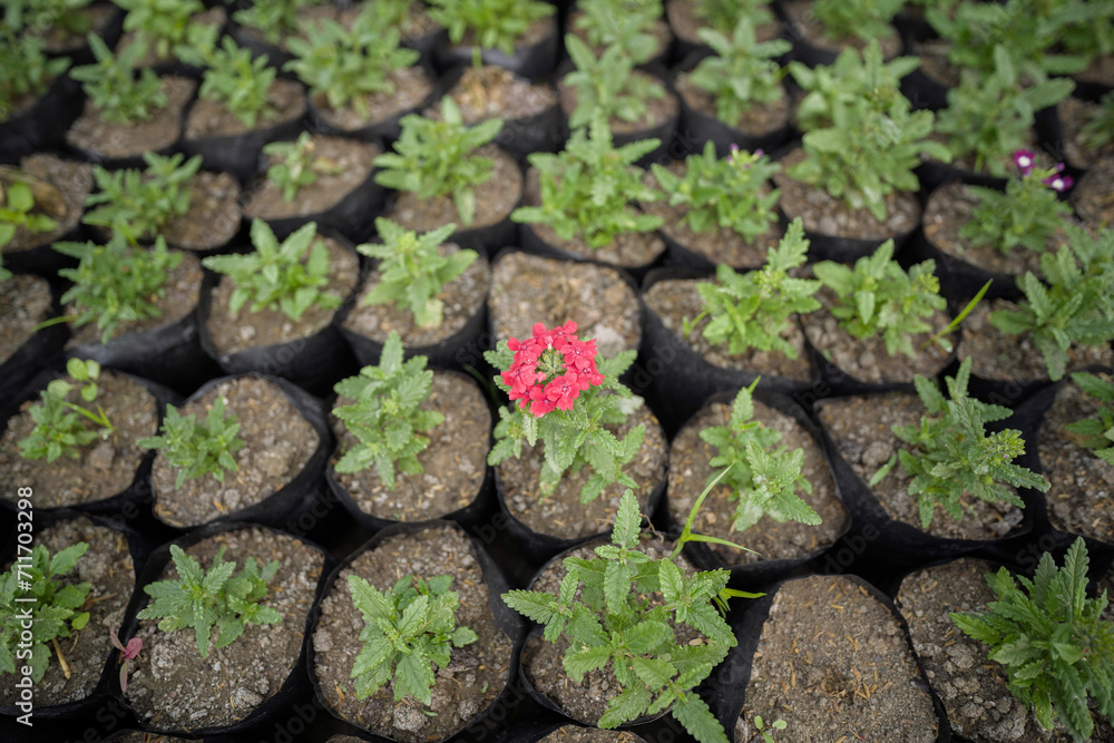 Red inflorescence of Glandularia x hybrida plant, Verbena is a bright ...