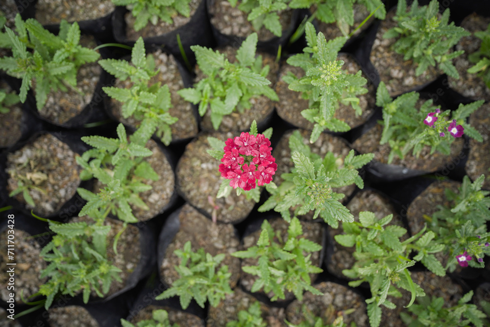 Red inflorescence of Glandularia x hybrida plant, Verbena is a bright ...