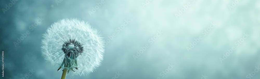 abstract close up of dandelion on blue background horizontal wallpaper ...