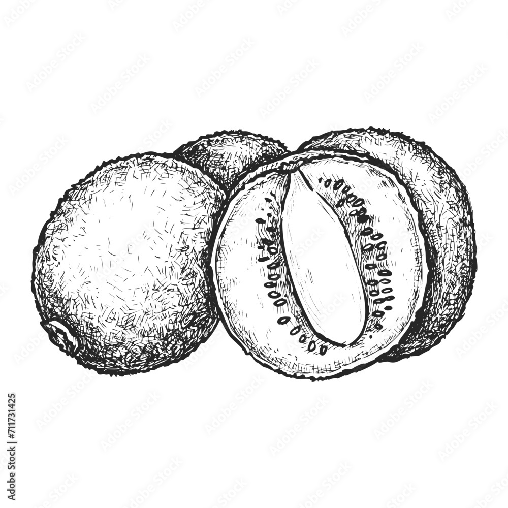 kiwi kiwifruit, sketch kiwi, fruit sketch, kiwi, fruit, vector, sketch ...