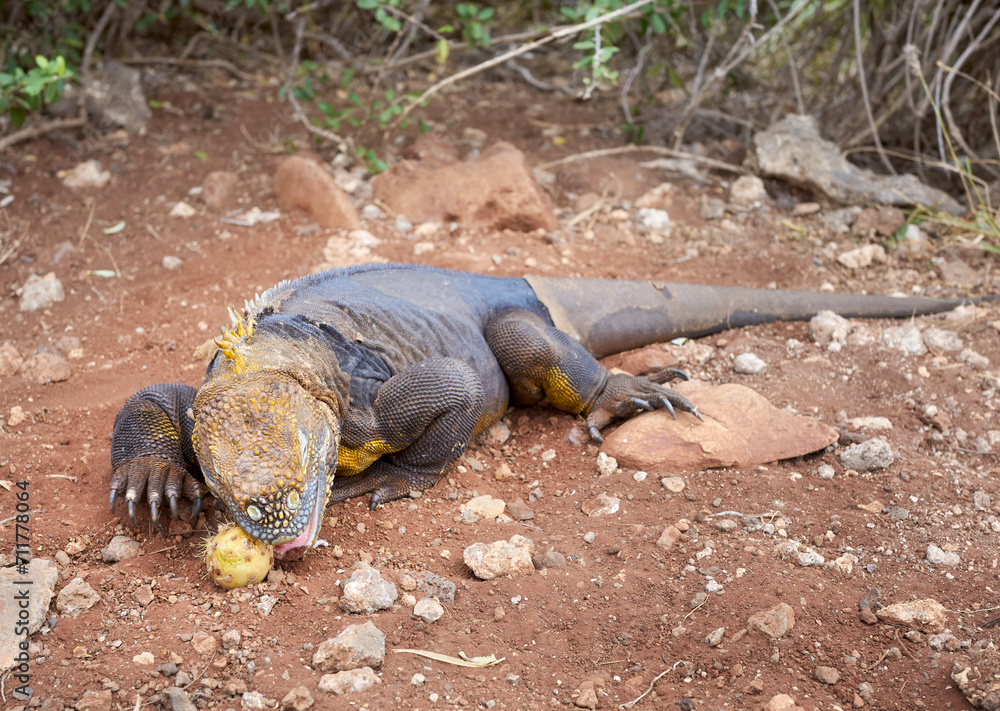 Galapagos land iguana eating the fruit of an Opuntia echios, Galapagos ...