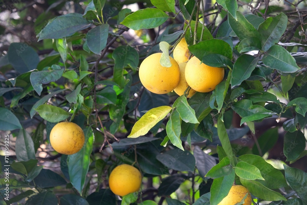 Close up of red fruits of Acokanthera oppositifolia, the poison arrow ...