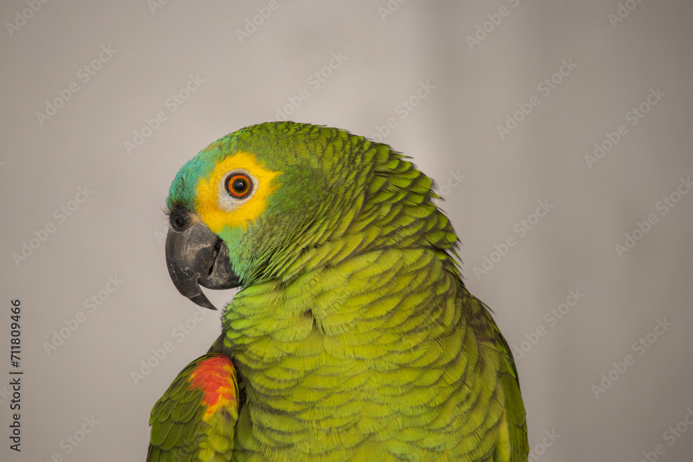 Amazona aestiva. Amazona aestiva, commonly known as papagaio-verdadeiro ...