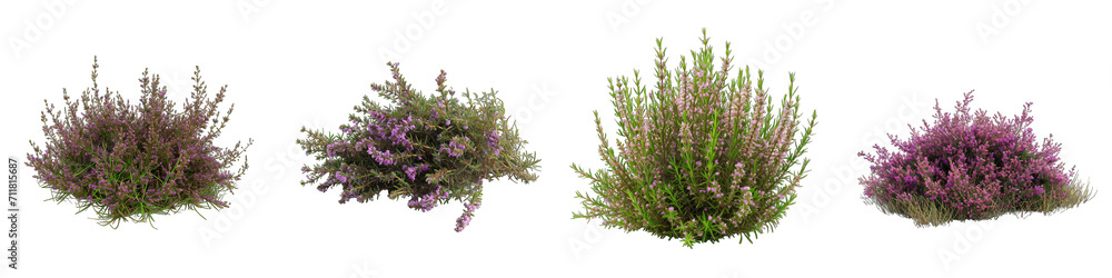 Heather Flower Pile Of Heap Of Piled Up Together Hyperrealistic Highly ...